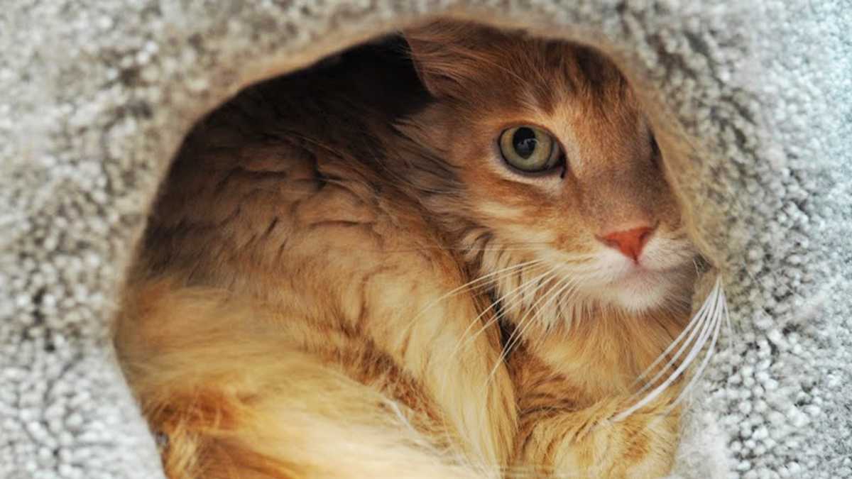 PHOTOS: 48 cats rescued from suspected Seaside cat hoarders
