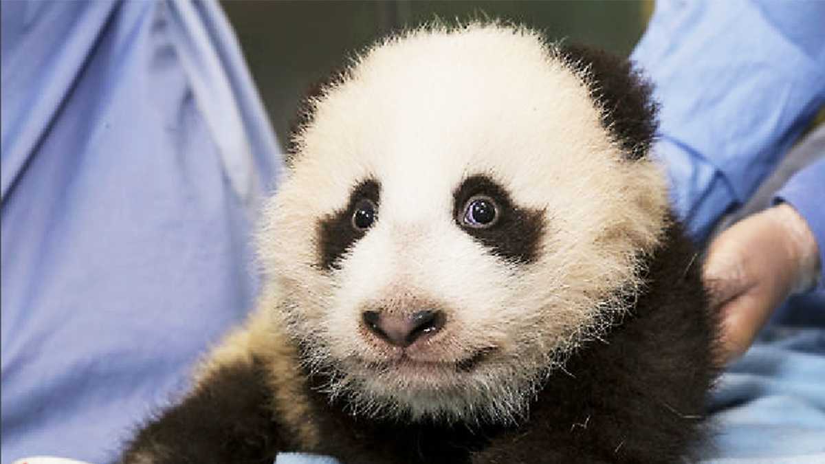 PHOTOS: San Diego panda cub gets a name