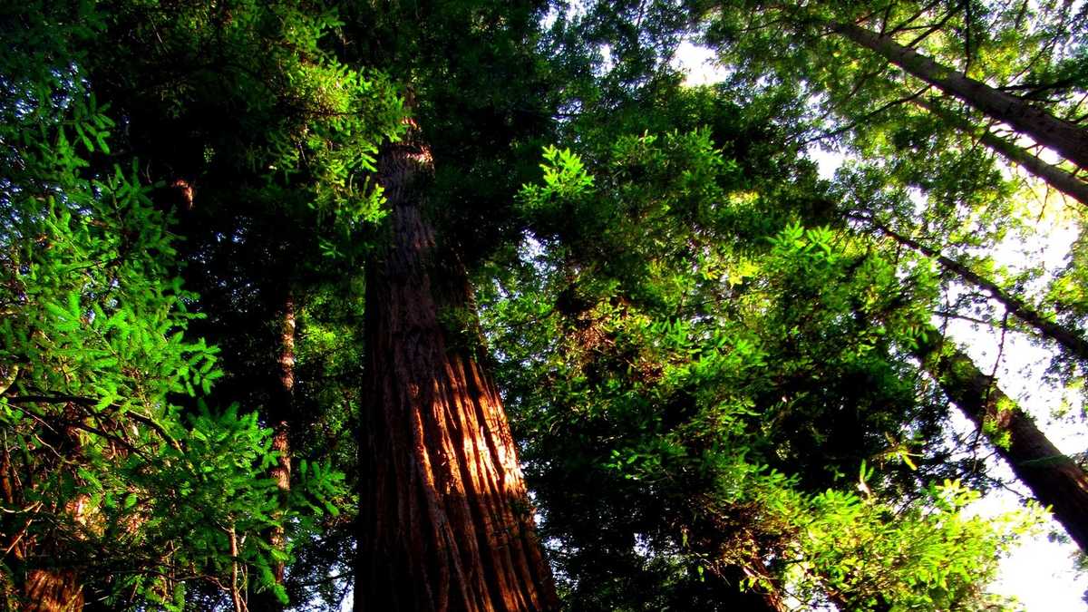 Man planting clones of long-dead redwoods