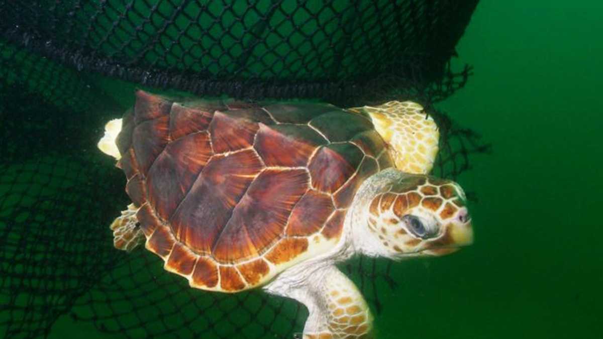 Groups sue feds over loggerhead turtle protections