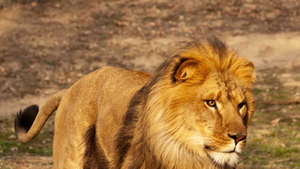 Family: Intern was killed by lion because of accident