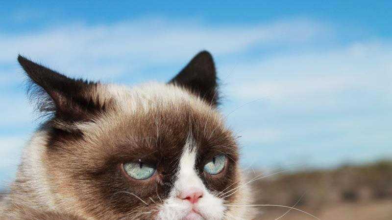 The unlikely star of SXSW: Grumpy Cat