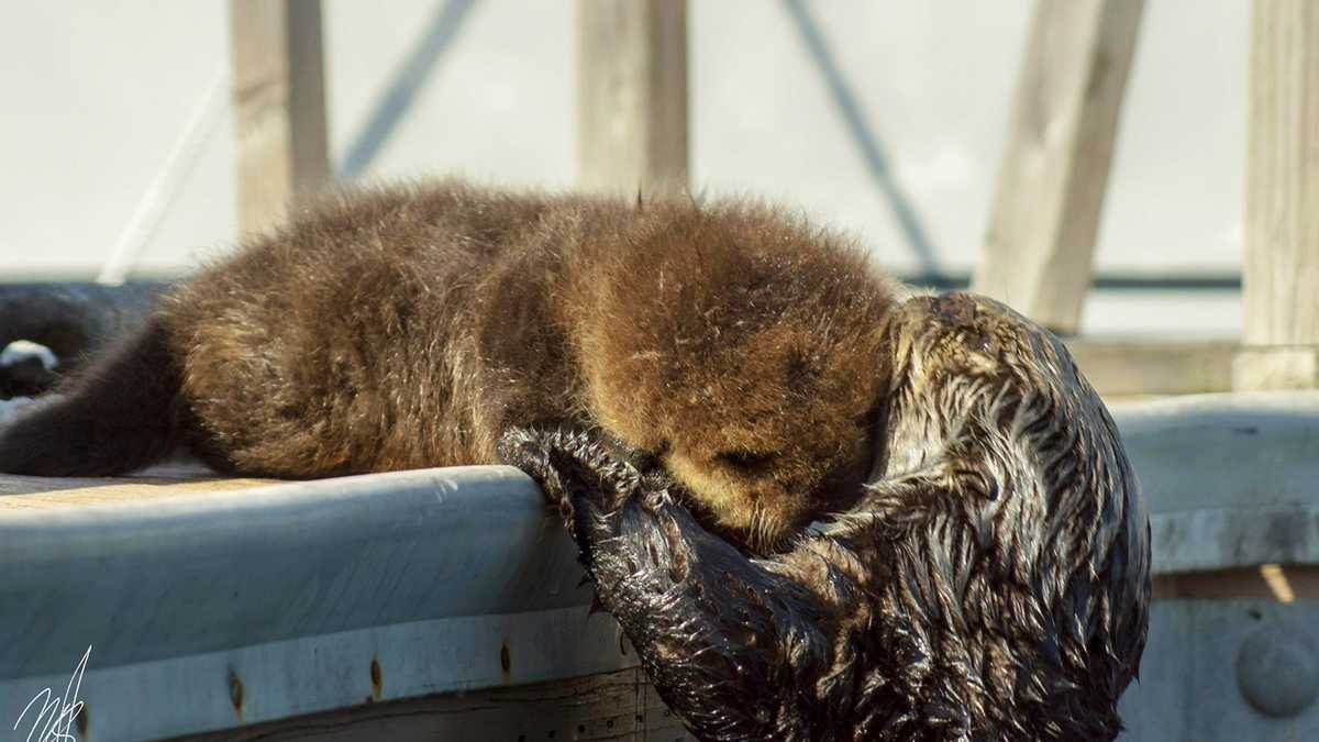 Pupping season begins in Monterey Bay