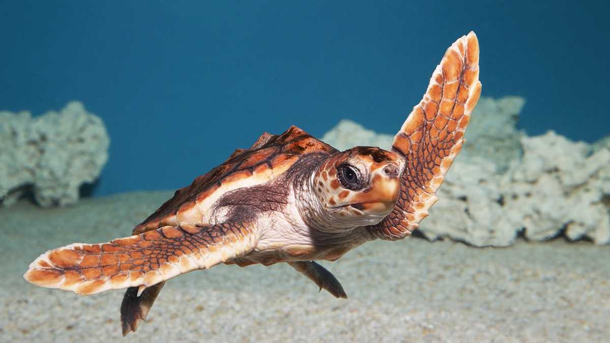 Baby Loggerhead Sea Turtle Makes A Splash At Monterey Bay Aquarium baby-loggerhead-sea-turtle-makes-a-splash-at-monterey-bay-aquarium