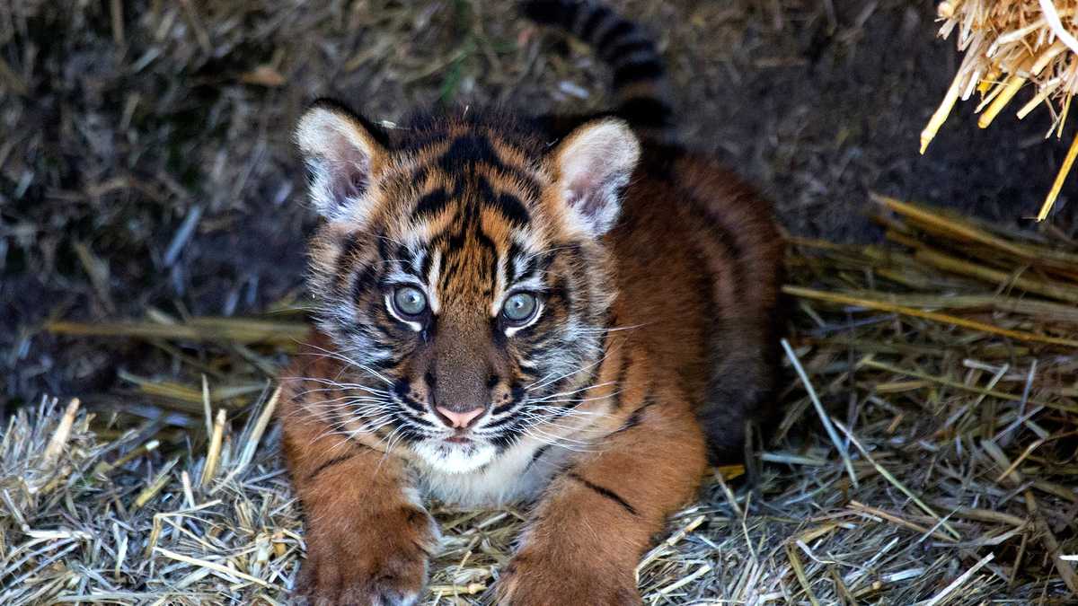 PHOTOS: Sumatran tiger cub on exhibit at SF Zoo