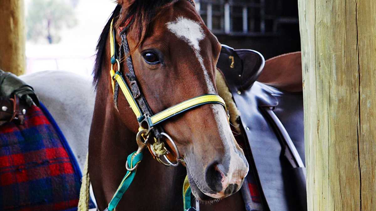 Concerns over rodeo animals and electric prods