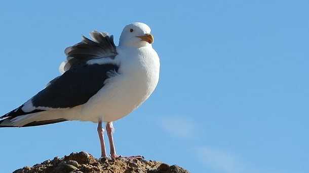 Covered in seagull poop, Pacific Grove cleans up