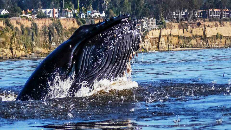 Largest animal in the world spotted in Monterey Bay