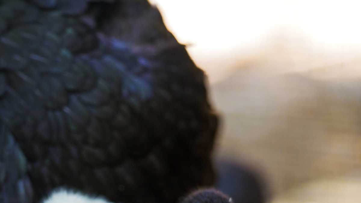 California Foster Farms chicken plant to reopen after cockroach cleanup