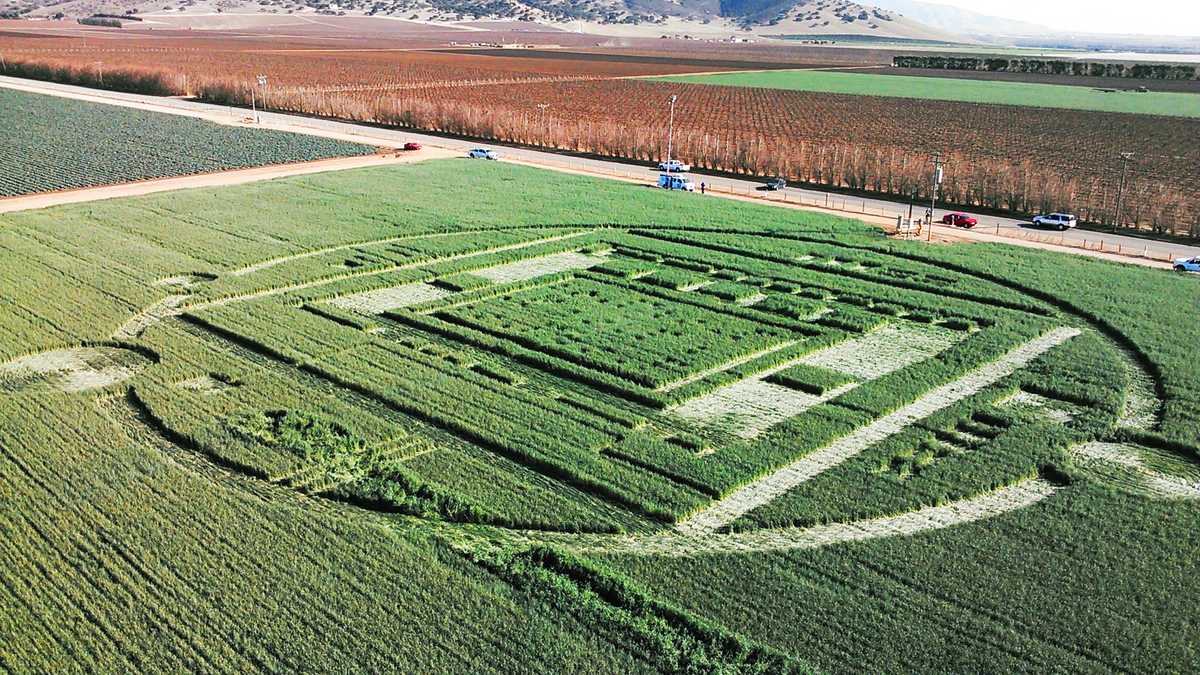 PHOTOS: Intricate crop circles appear in Chualar