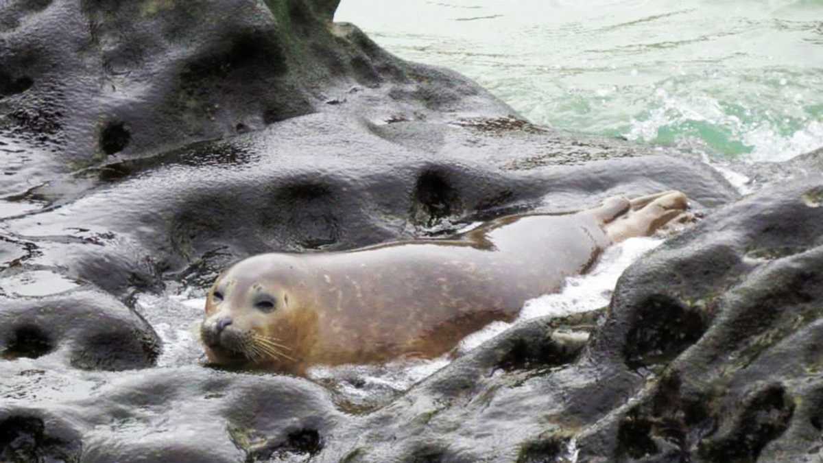 PHOTOS: Harbor seal pups in Pacific Grove