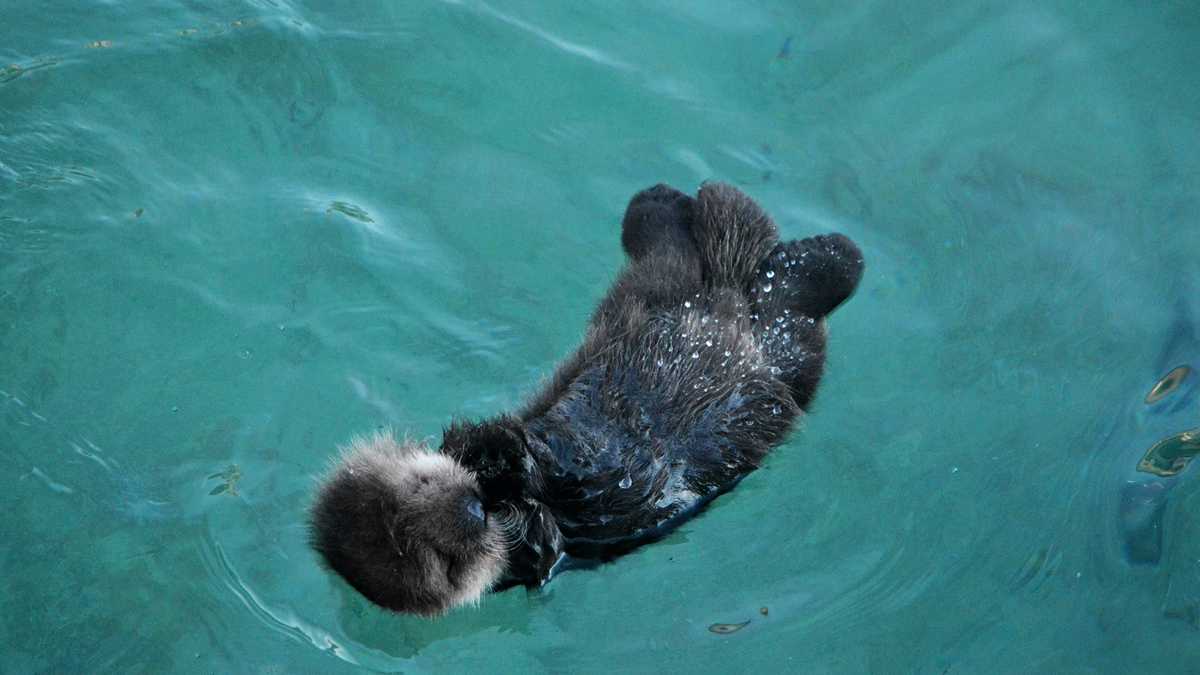 PHOTOS: Adorable sea otter pups in Monterey
