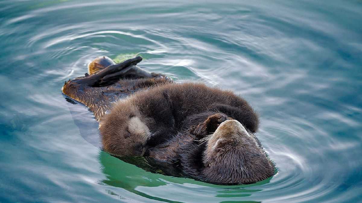 PHOTOS: Adorable sea otter pups in Monterey