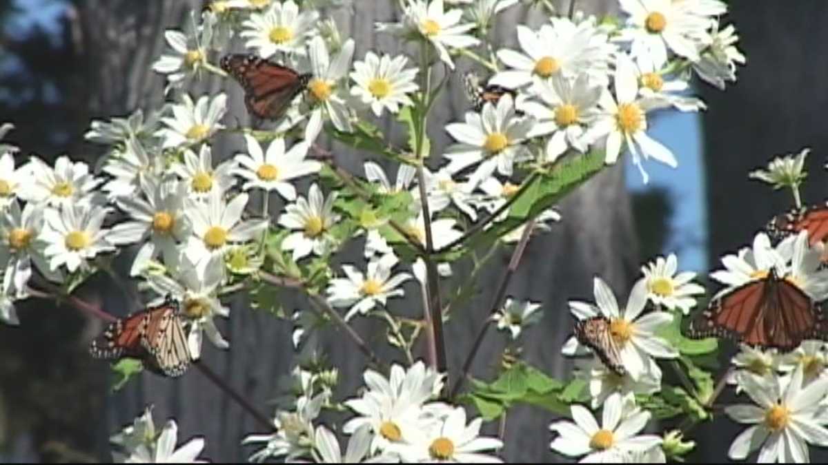 Pacific Grove monarch butterfly population doubles