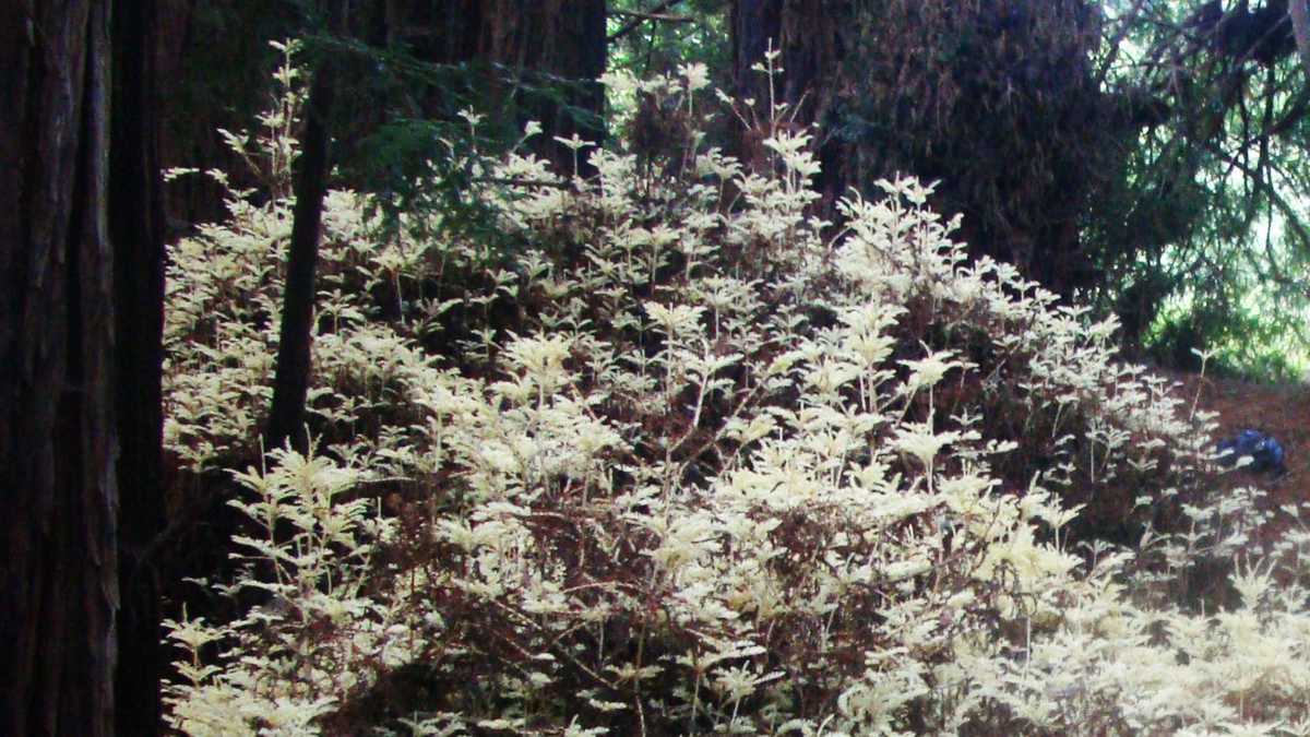 Rare redwood faces chopping block in California