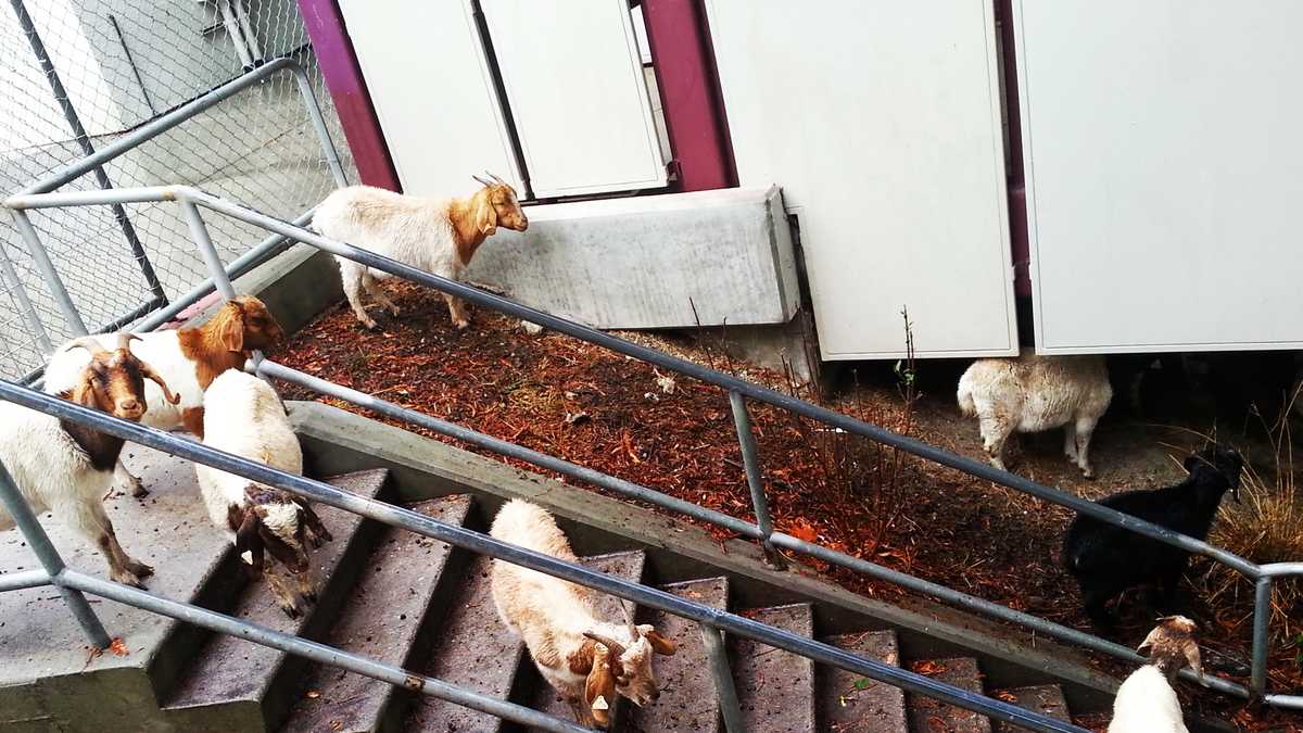 PHOTOS: Santa Cruz High School uses goats for security