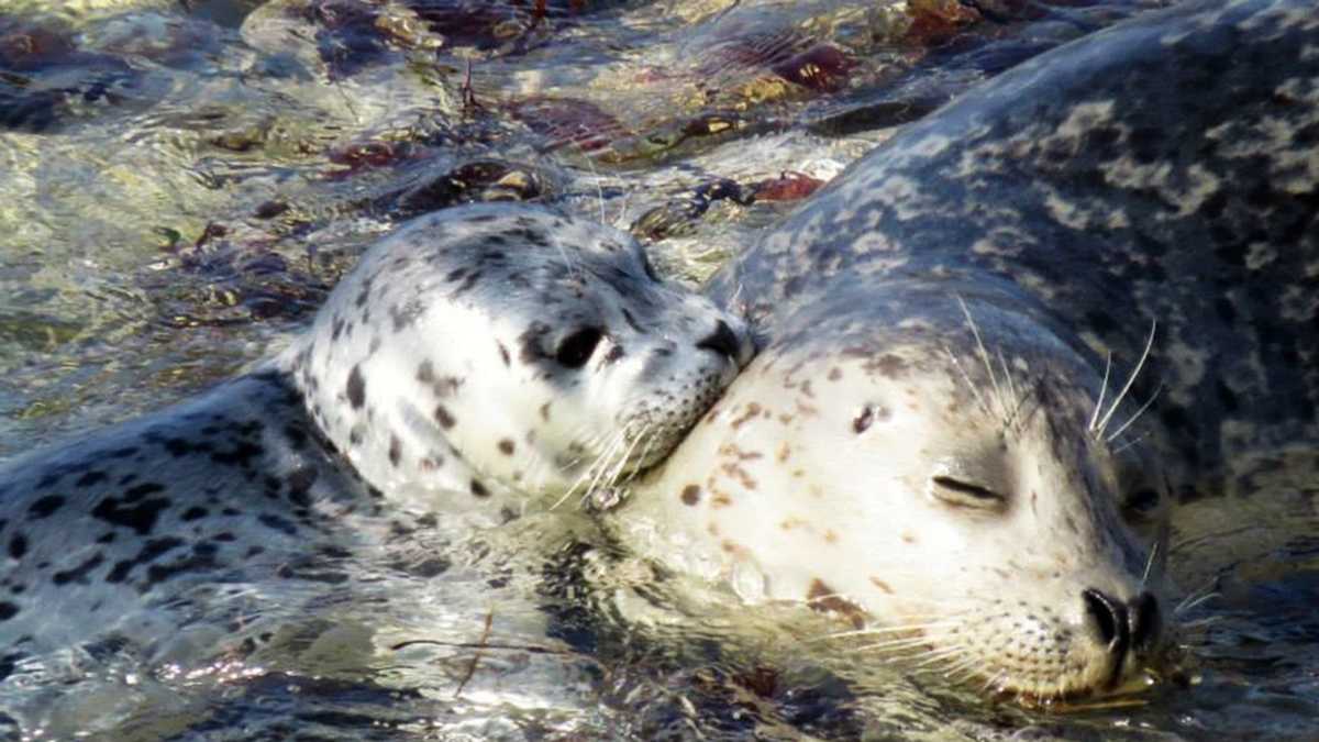 PHOTOS: Harbor seal pups in Pacific Grove