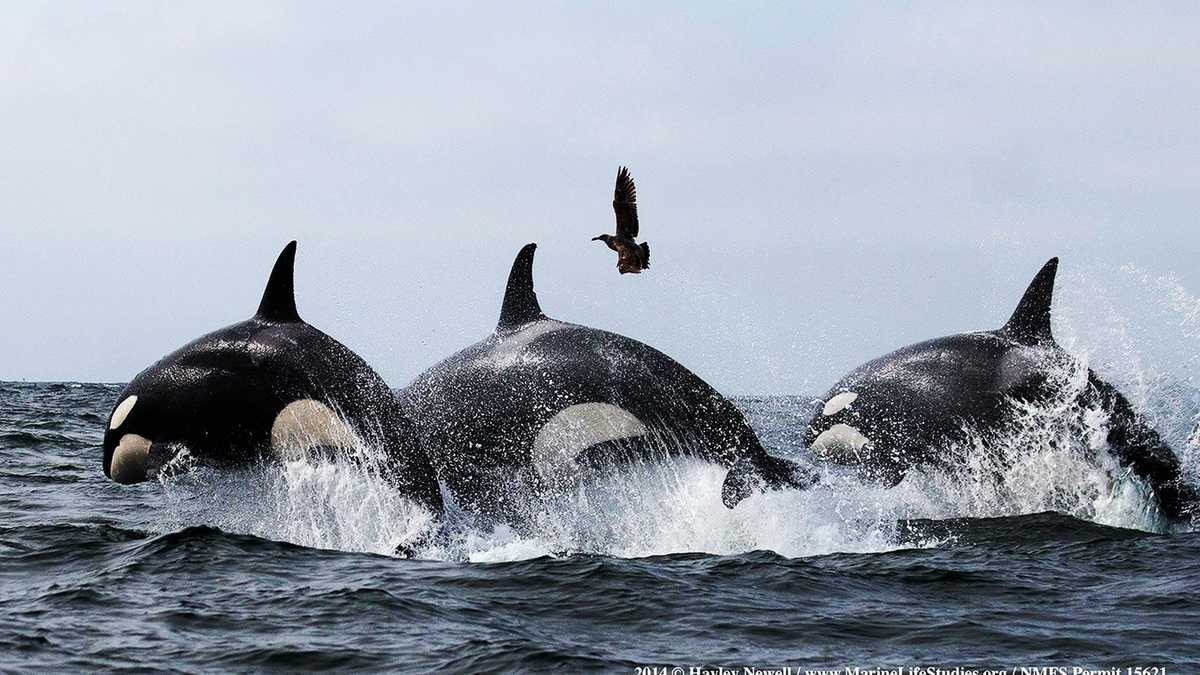 Largest animal in the world spotted in Monterey Bay