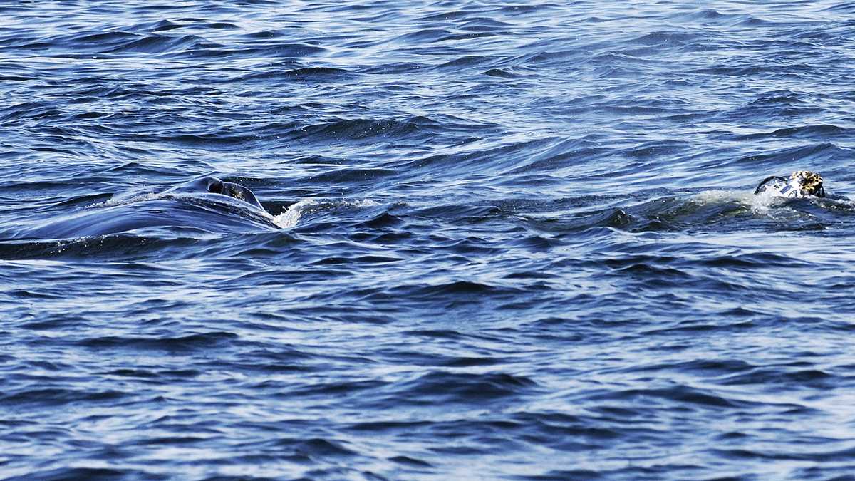 2nd humpback whale tangled with rope in Monterey Bay