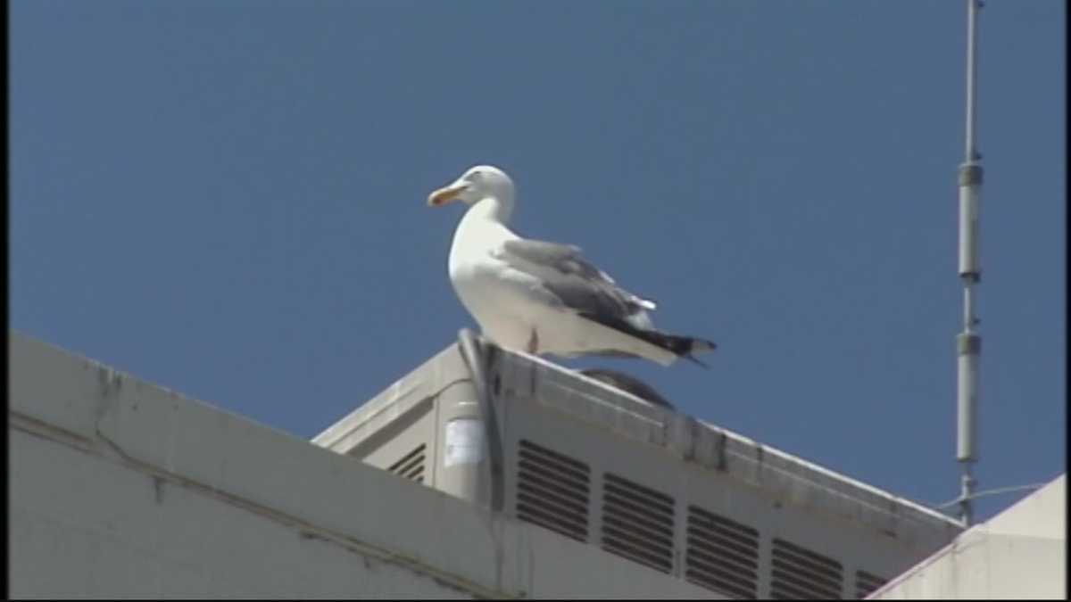 Pacific Grove may be to blame for seagull problem, some say