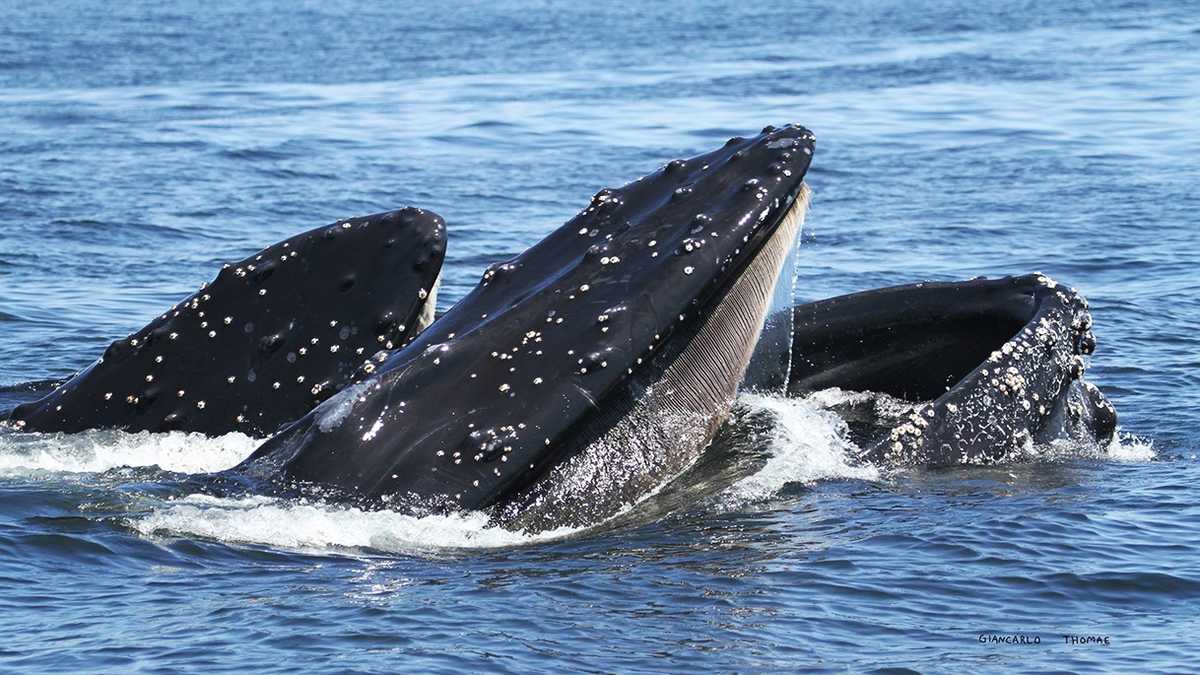 Largest animal in the world spotted in Monterey Bay