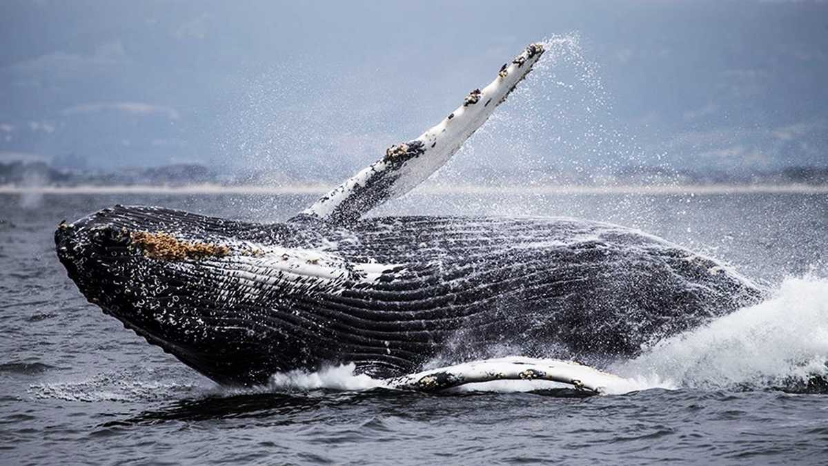 Largest animal in the world spotted in Monterey Bay