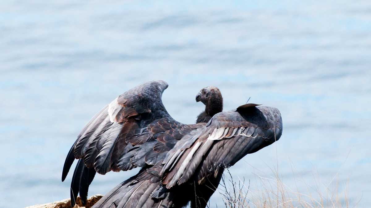 Condor makes rare flight from Pinnacles to Pescadero
