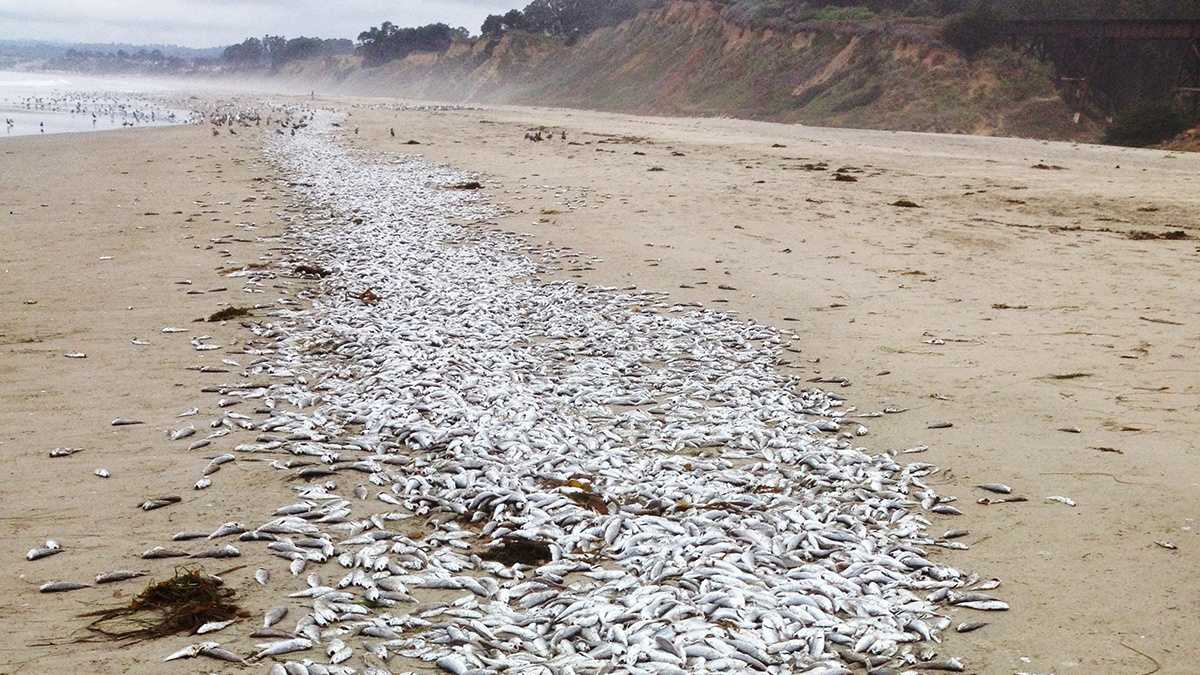 Thousands of fish wash up on Aptos beaches Friday
