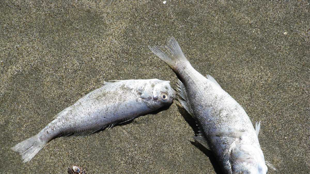 PHOTOS: Thousands of fish wash up on Aptos beaches Friday