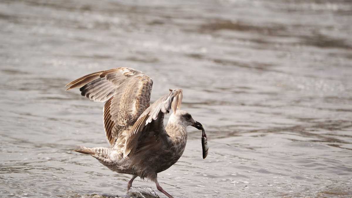 PHOTOS: Squishy, strange things found on Monterey Bay beaches
