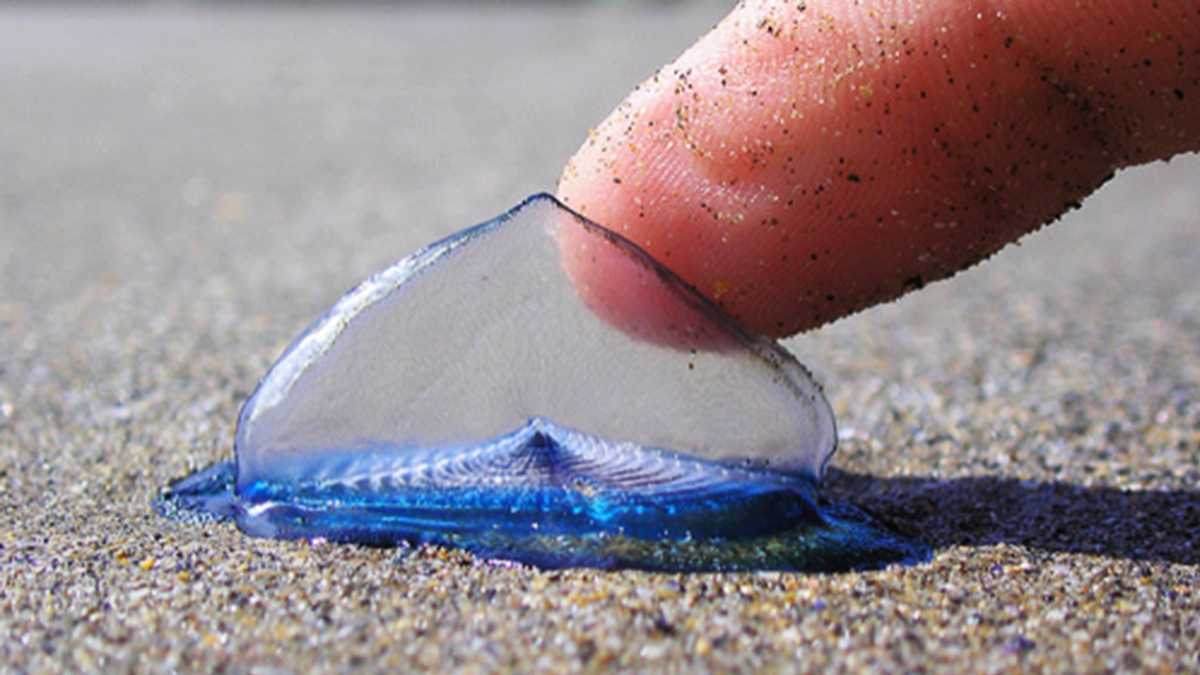 PHOTOS: Squishy, strange things found on Monterey Bay beaches