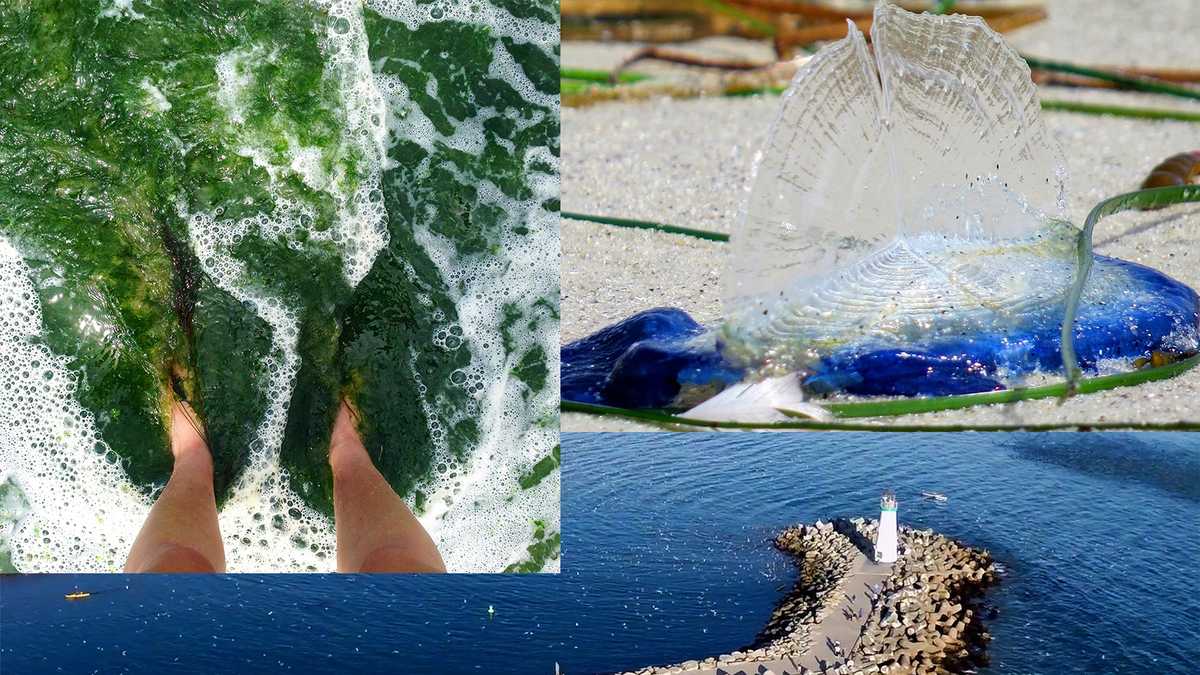 Squishy, strange things found on Monterey Bay beaches this week