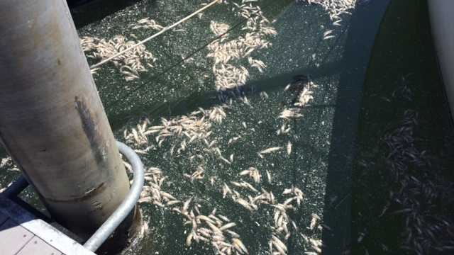 Volunteers help clean up dead anchovies in harbor