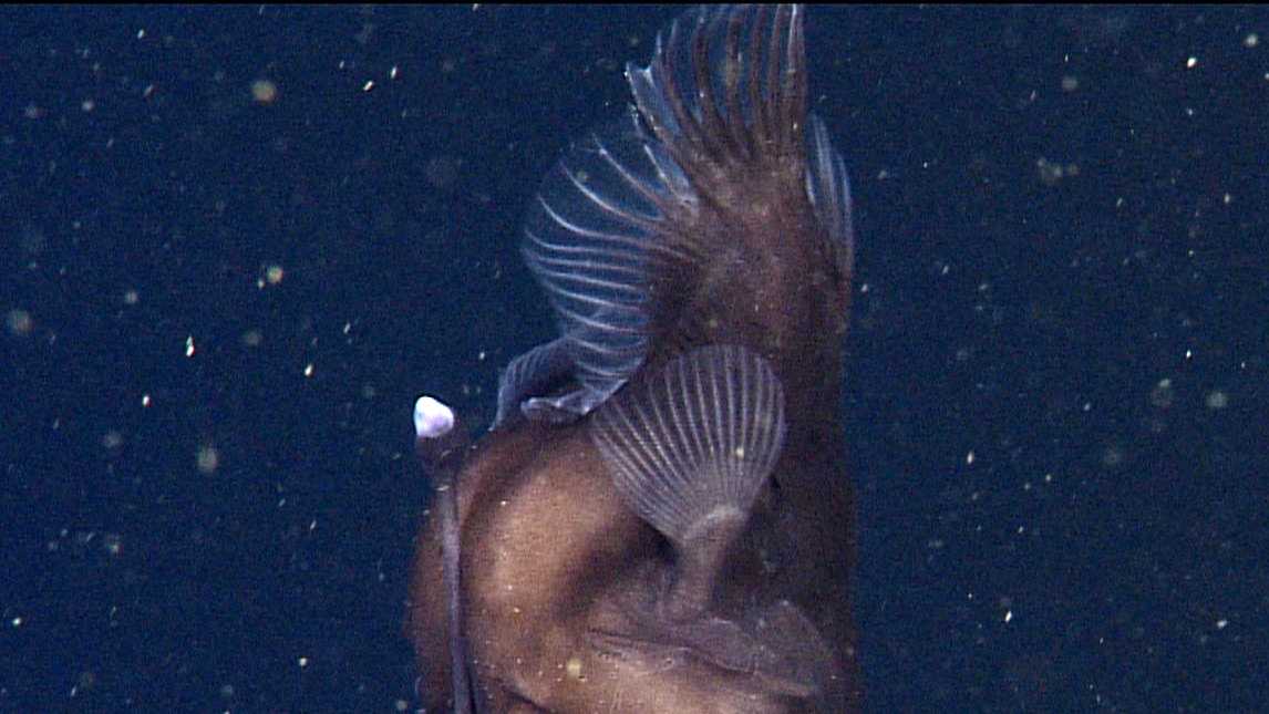 Moss Landing scientists record rare deep-sea creature on video