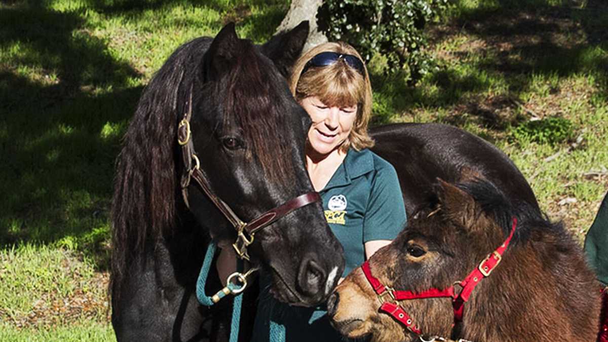 PHOTOS: Horses and ponies available for adoption at SPCA For Monterey ...