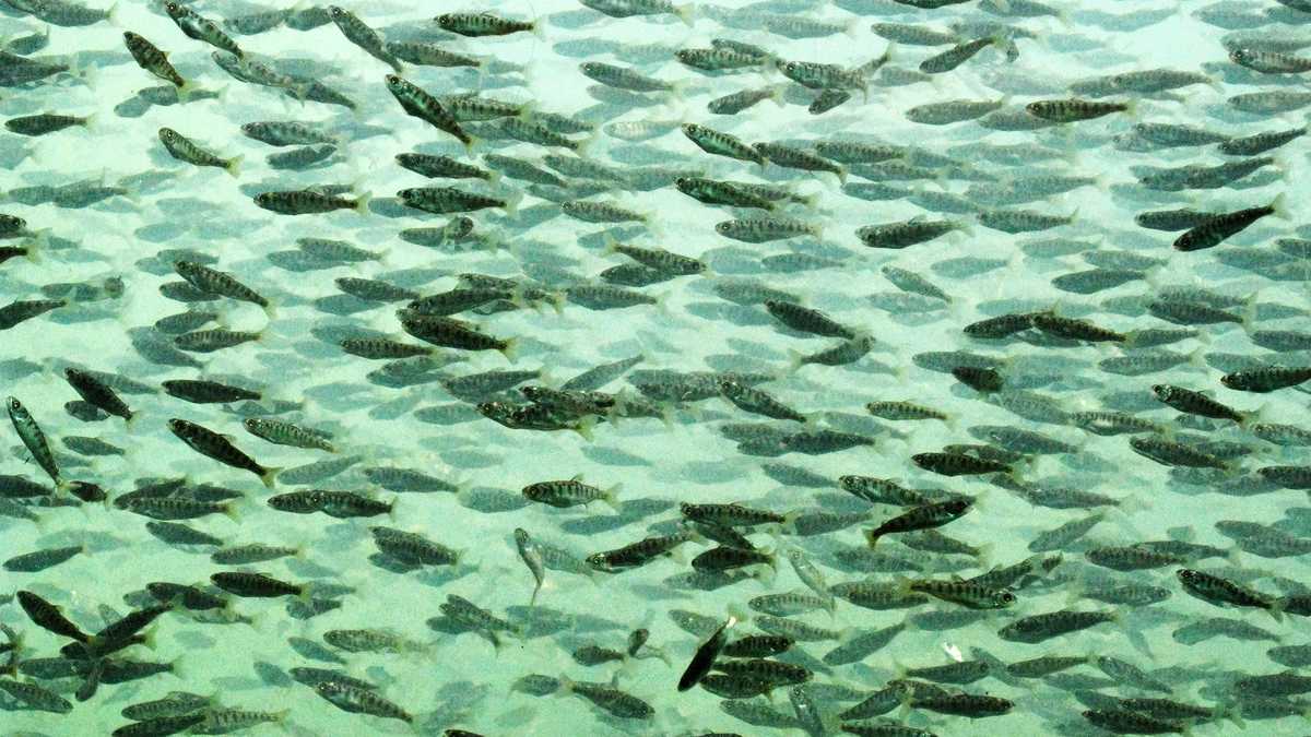 Crash spills, kills 11,000 fish on Oregon highway