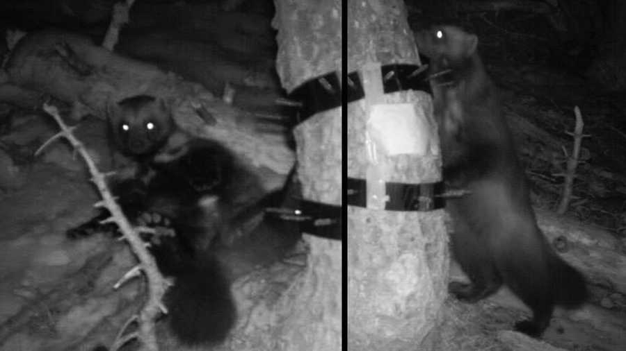 Check out California's only known wolverine