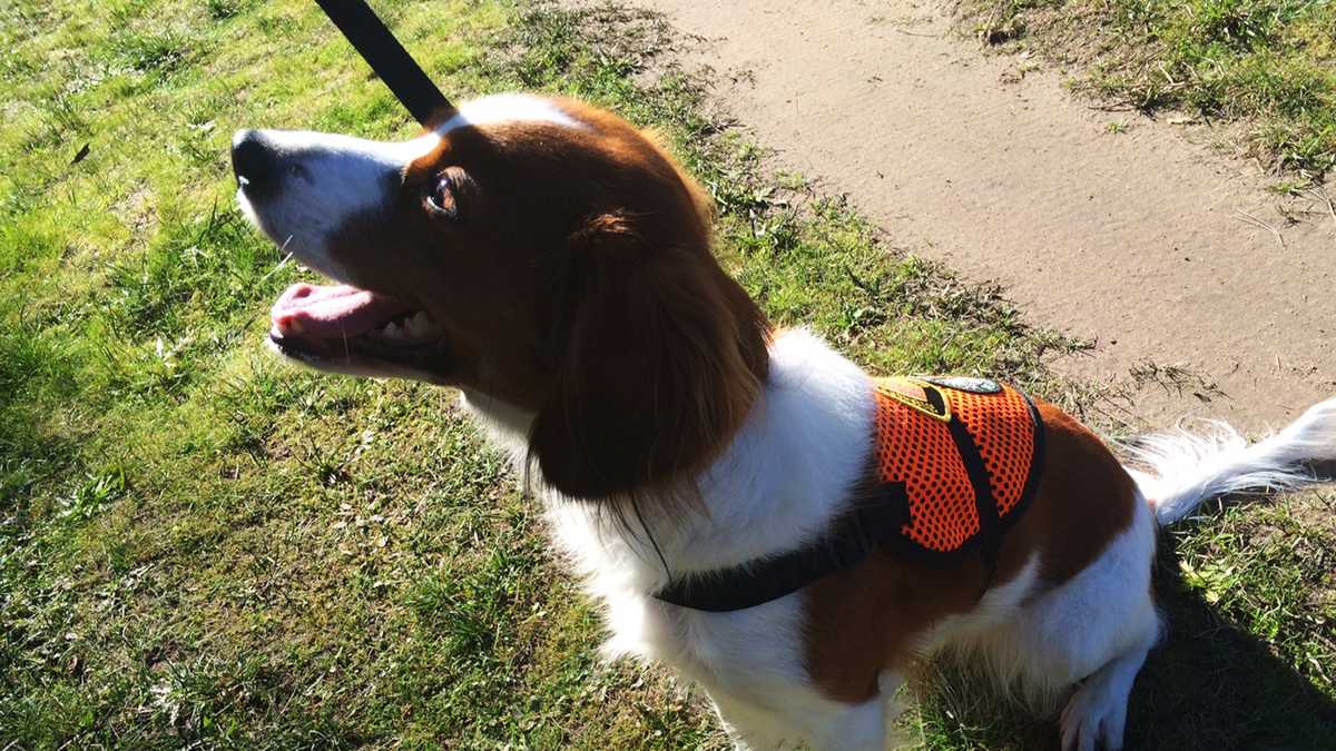 How are Central Coast search and rescue dogs trained?