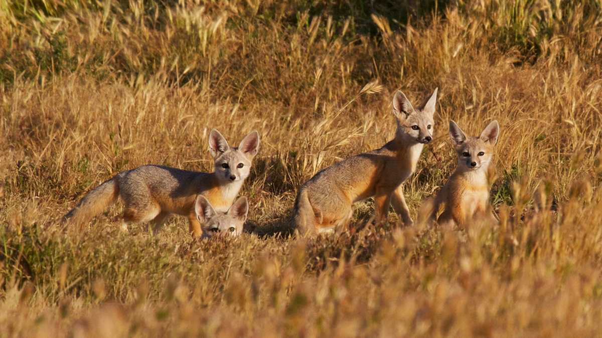PHOTOS: Cute kit foxes in California