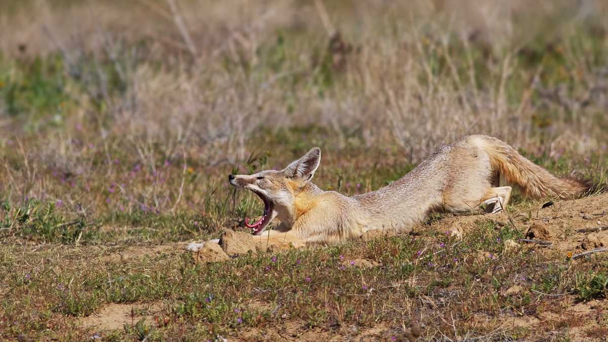 PHOTOS: Cute kit foxes in California