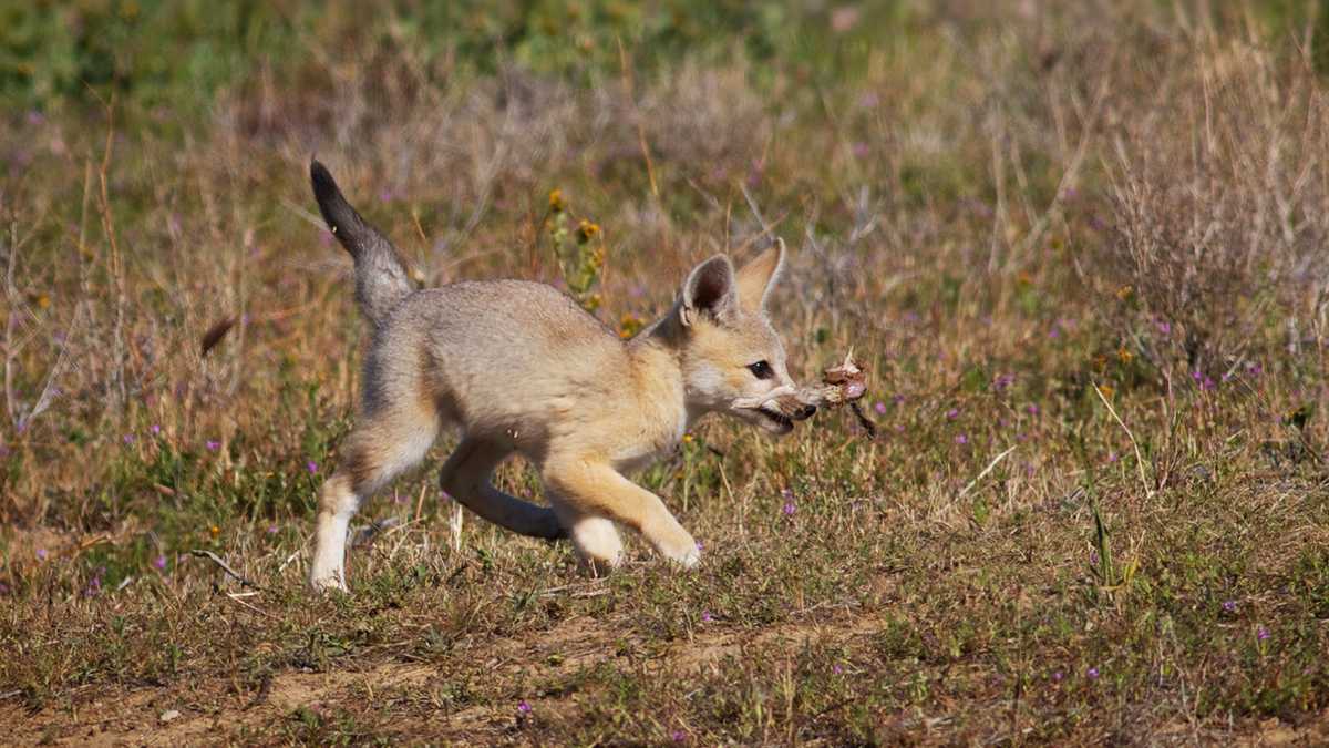 PHOTOS: Cute kit foxes in California