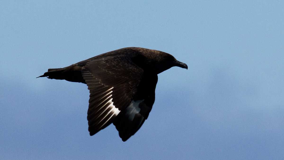 PHOTOS: Beautiful seabirds of the Monterey Bay