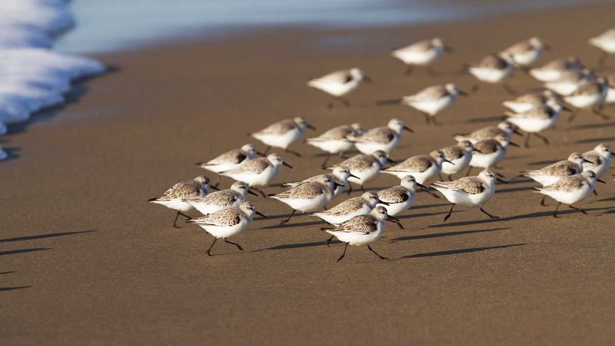 PHOTOS: Beautiful seabirds of the Monterey Bay