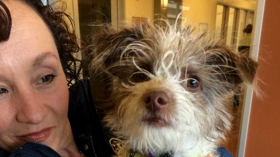 Dog facial recognition app helps families find lost pets