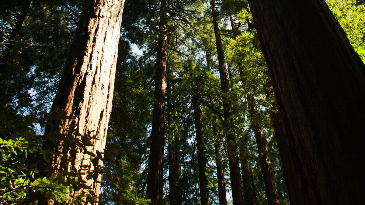 Tallest tree in California's Muir Woods has mere 777 years