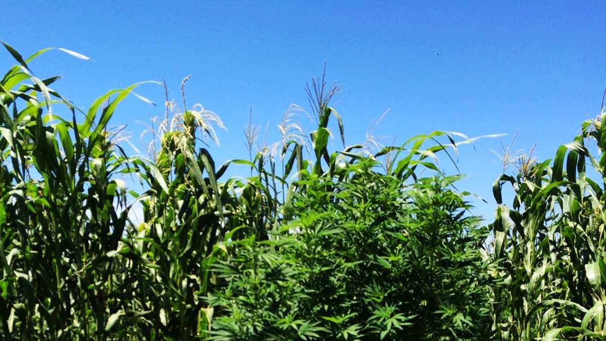 $230 million of marijuana found growing at San Benito County farm
