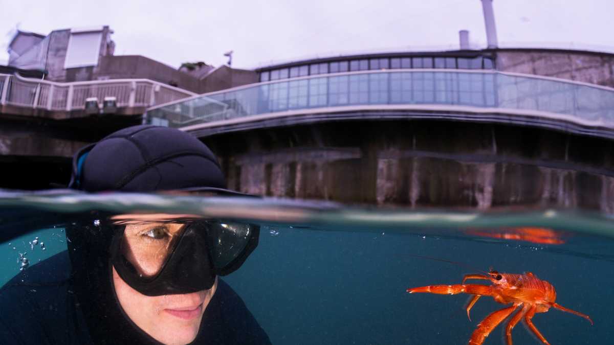 Colorful crustaceans crawling around Monterey shores