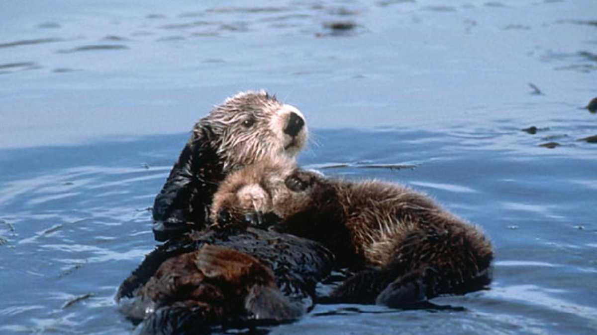 PHOTOS: Sea Animals At The Monterey Bay Aquarium