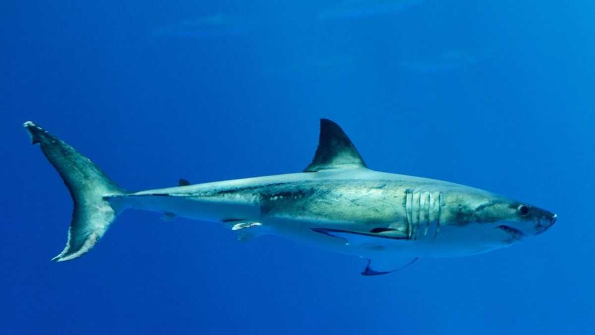 PHOTOS: Sea Animals At The Monterey Bay Aquarium