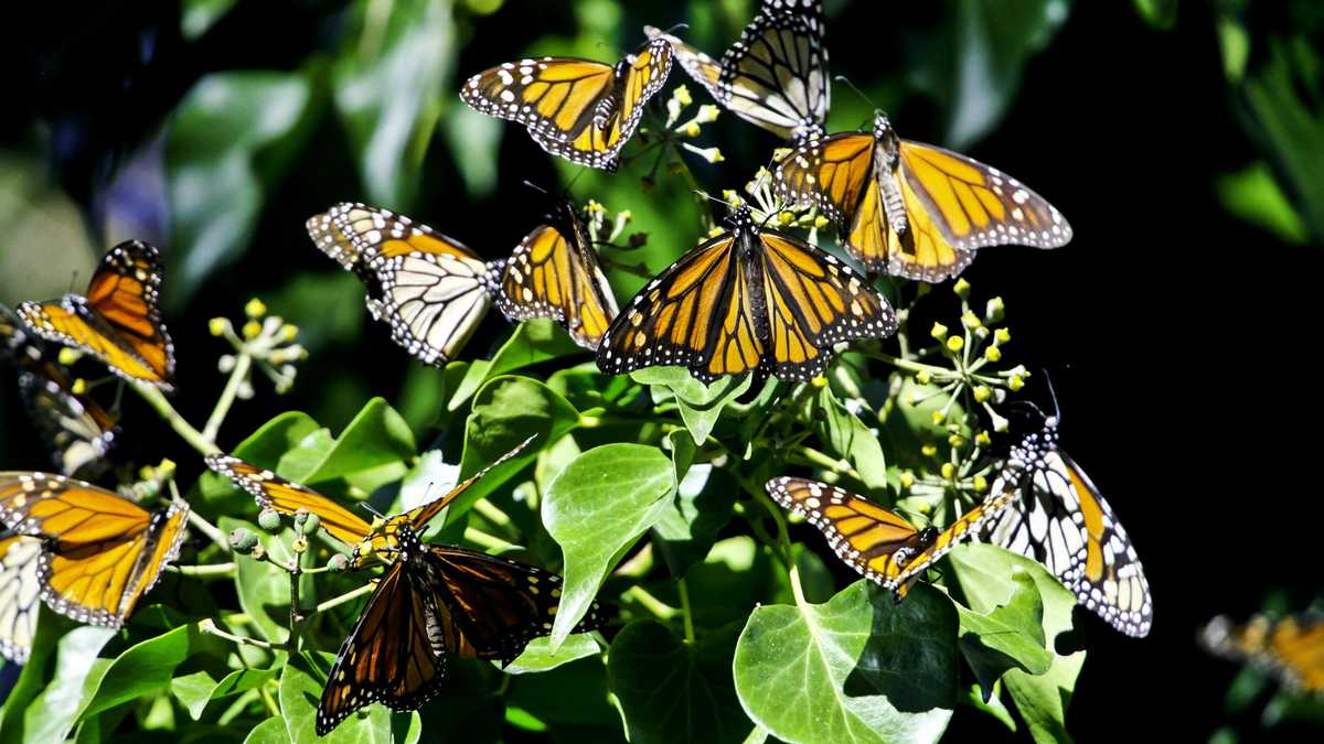 Monarch butterfly population dwindles